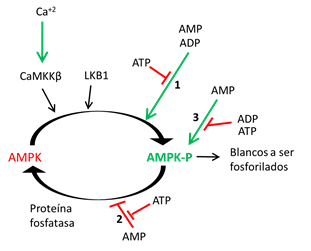 Función biológica de AMPK- β2 en músculo esquelético y su dinámica estructural después de la ...